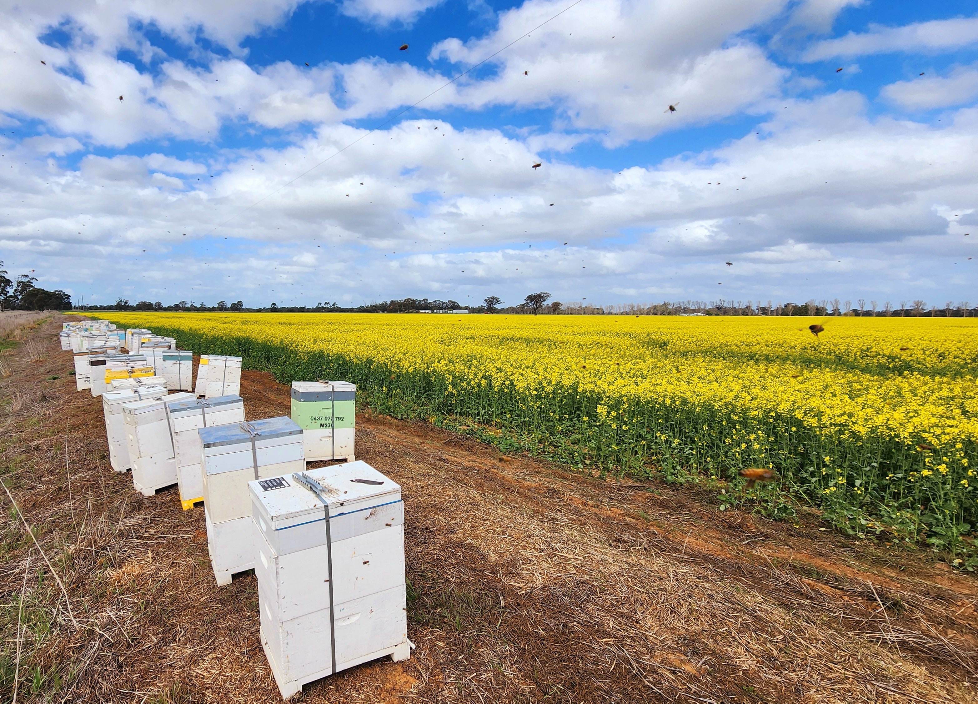 Pollination – City Bee