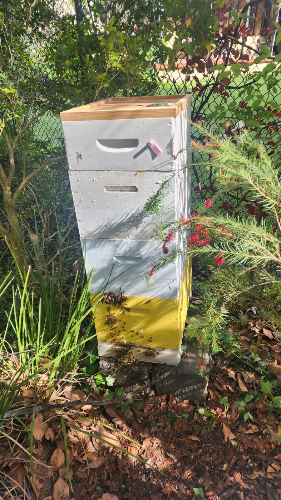 Beehive Hosting – City Bee