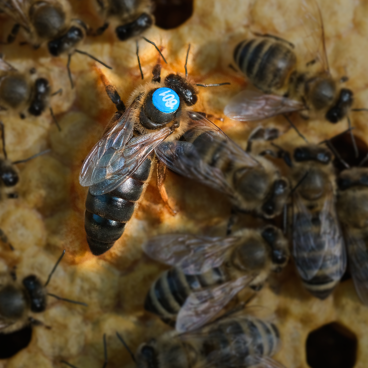 Queen Bees (Seasonal) – City Bee
