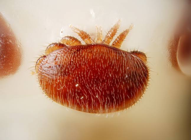 Varroa Mite Treatment – City Bee